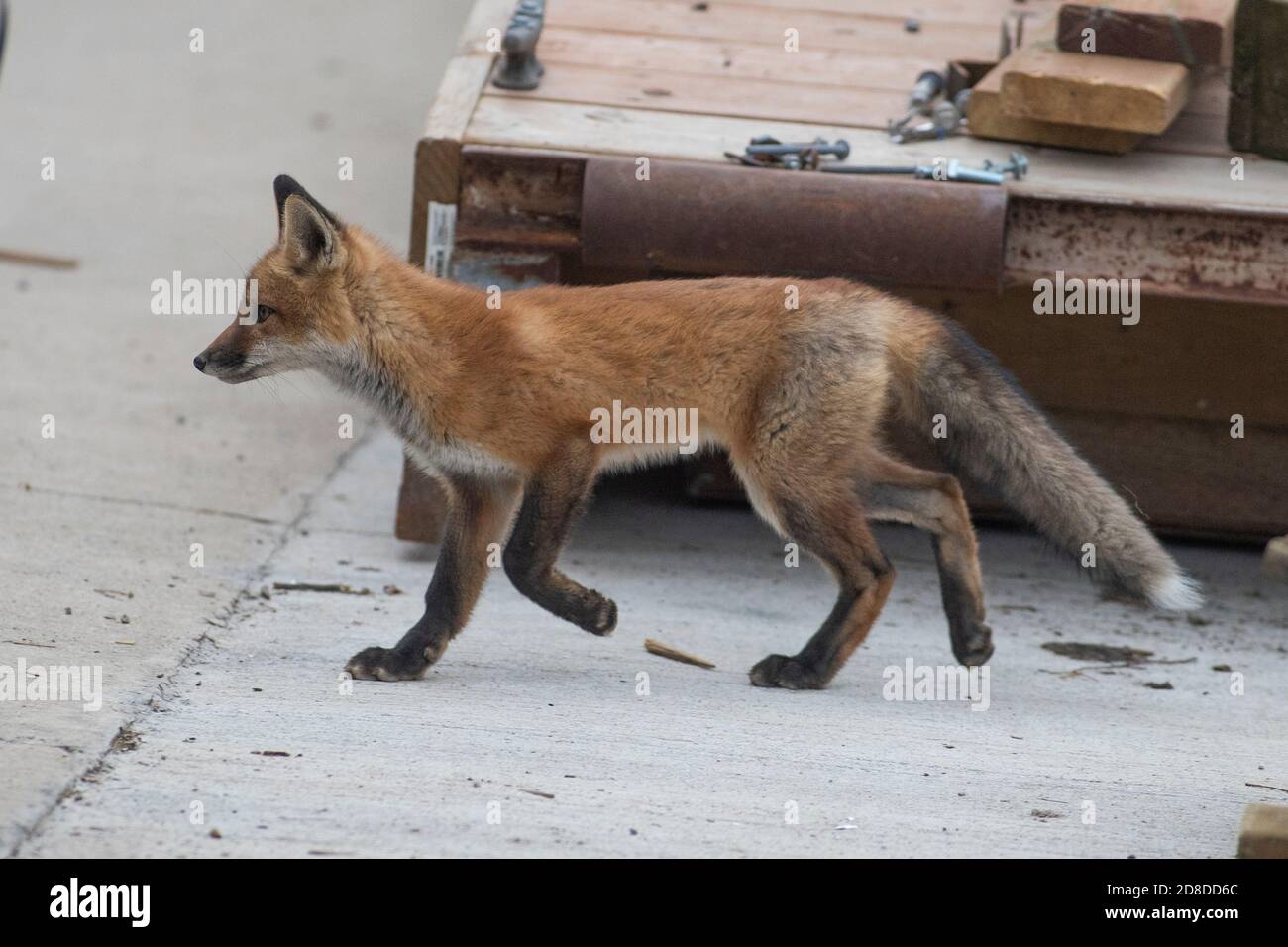 Fox in ontario canada hi-res stock photography and images - Alamy