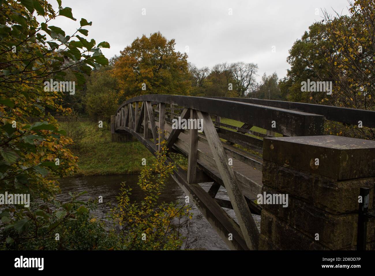 Warm golden colours in autumn on the bank of the river ribble in ...