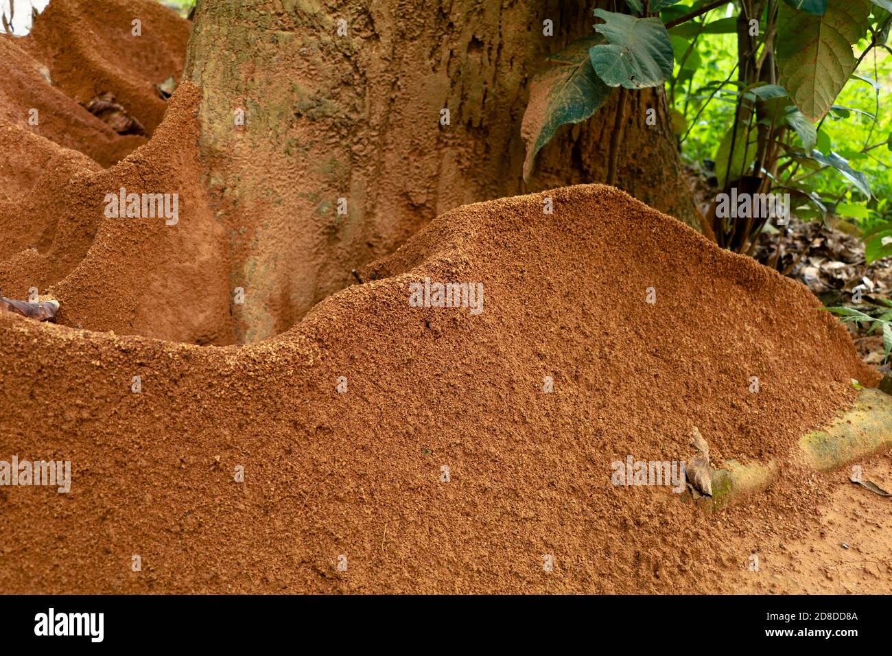 Ant hill around the bottom of a tree, selective focus Stock Photo - Alamy