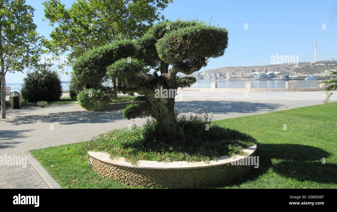 Single japanese old tree in the central park Stock Photo - Alamy