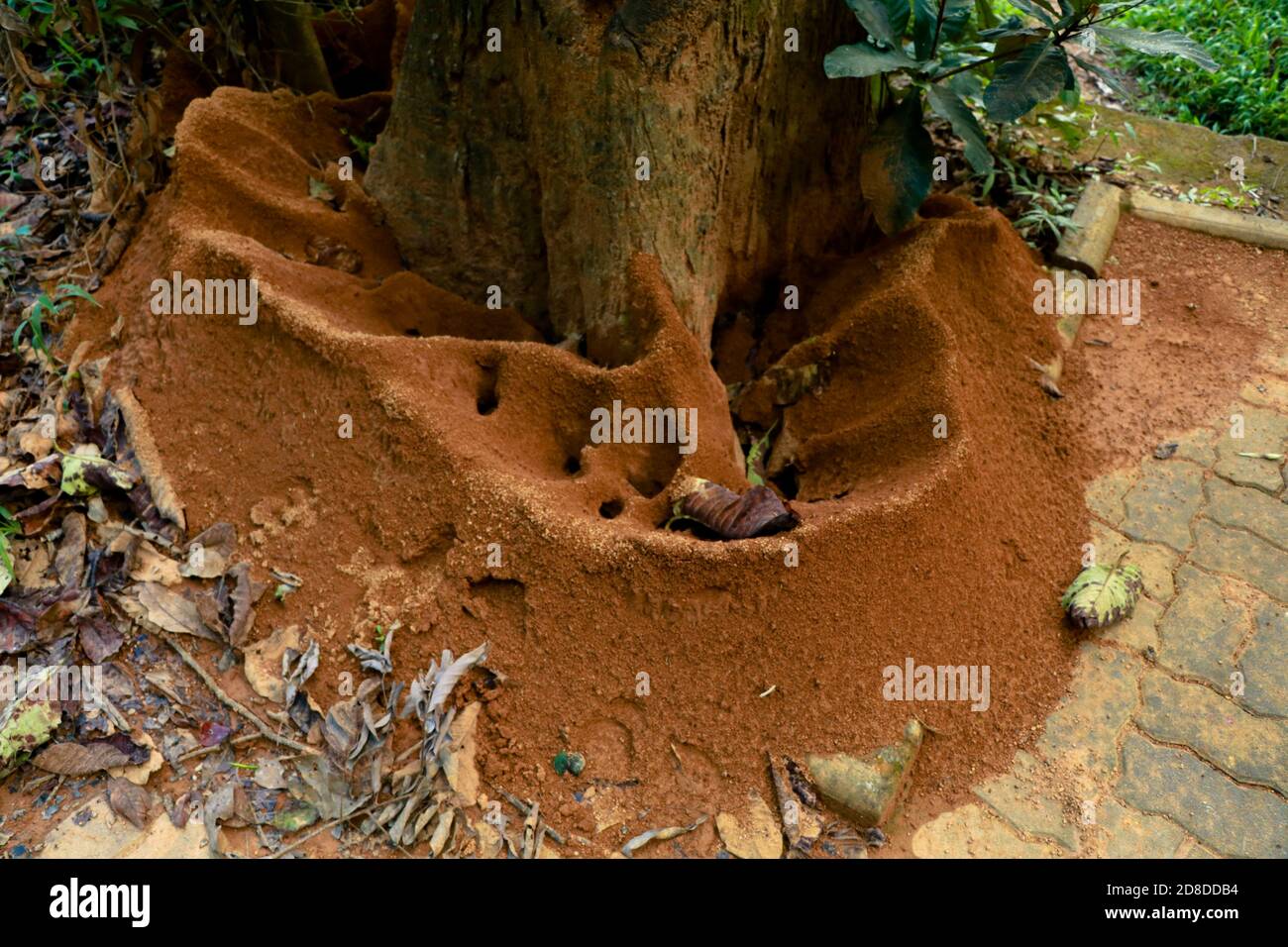 Driver ant hi-res stock photography and images - Alamy