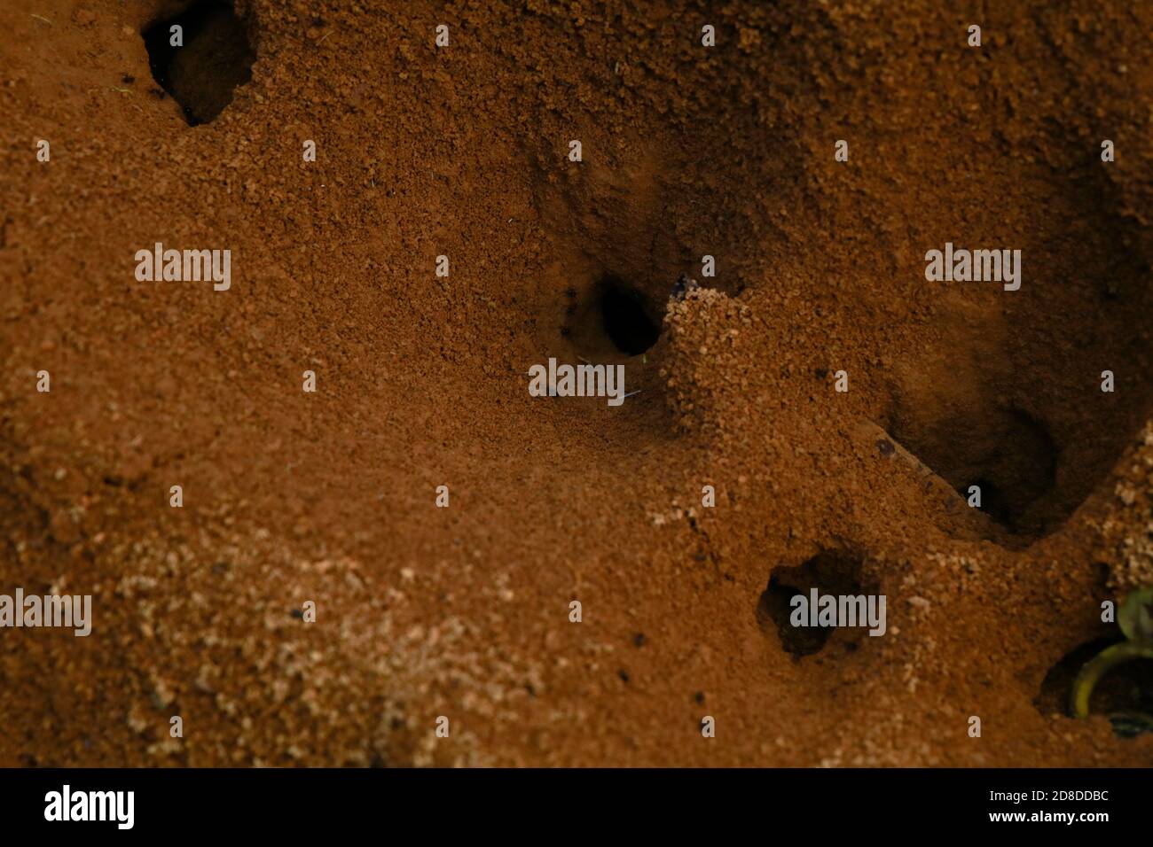Driver ant hi-res stock photography and images - Alamy