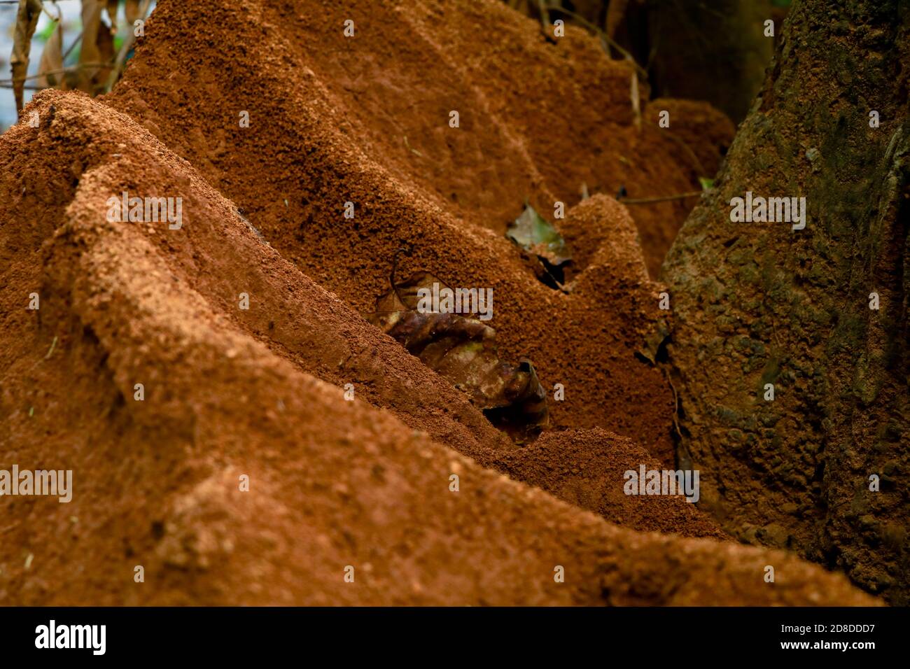 Driver ant hi-res stock photography and images - Alamy