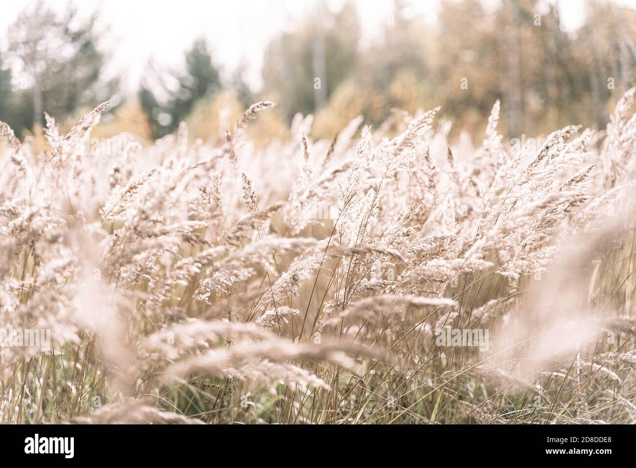 Beautiful abstract closeup of golden dried meadow grass. Beautiful fall ...