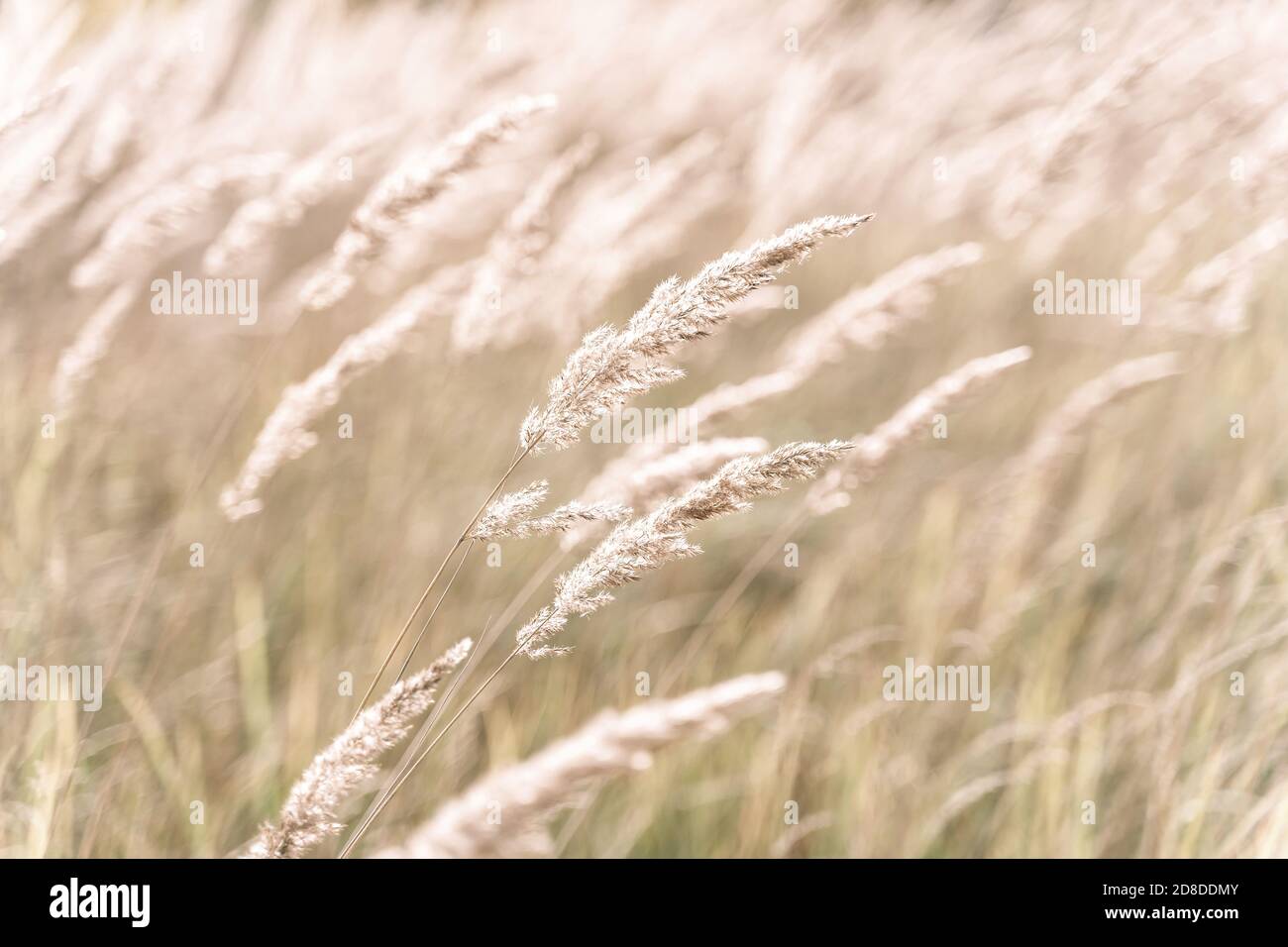 Beautiful abstract closeup of golden dried meadow grass. Beautiful fall ...