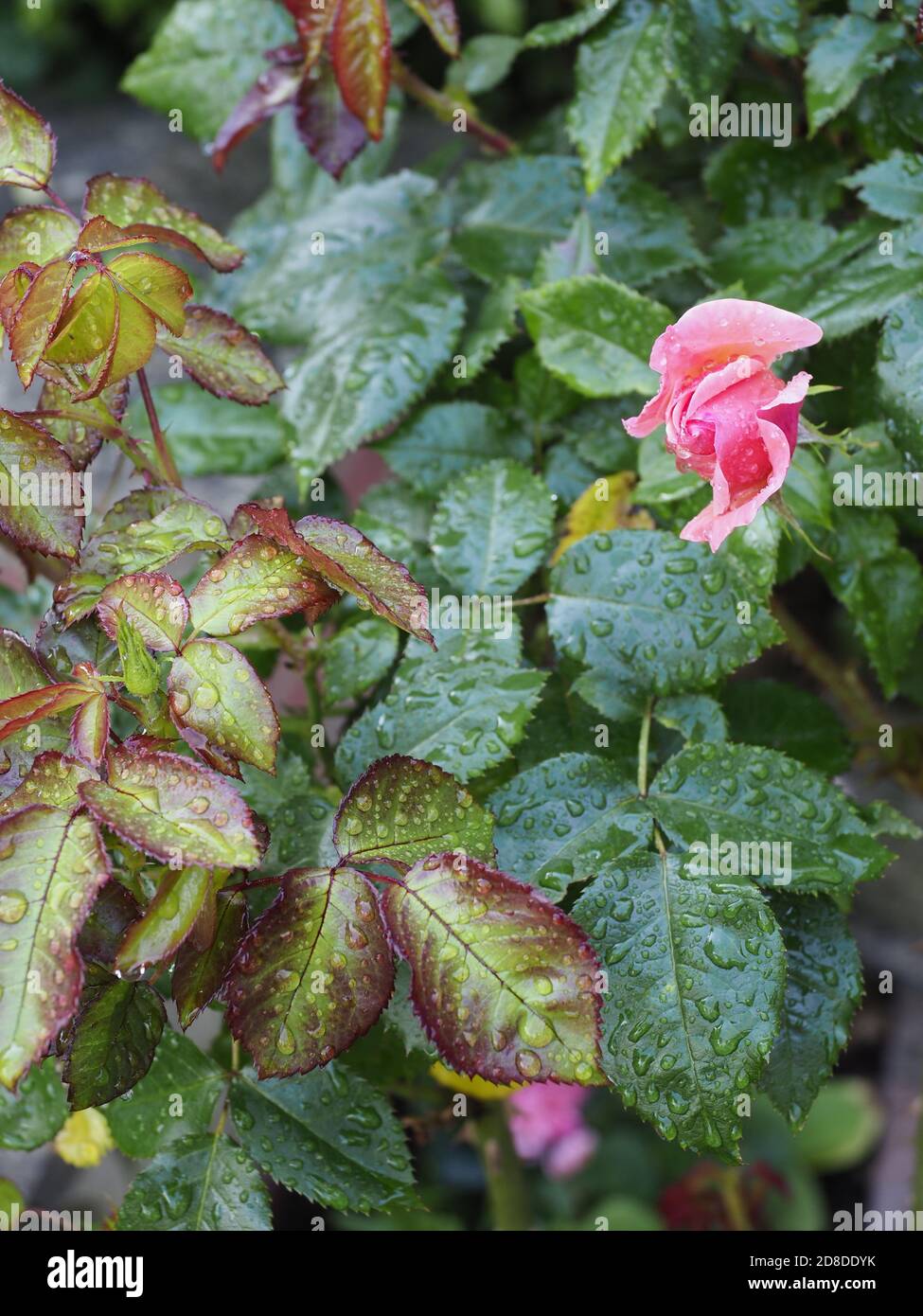 single pink rose flower set against new and old rose petals covered in ...