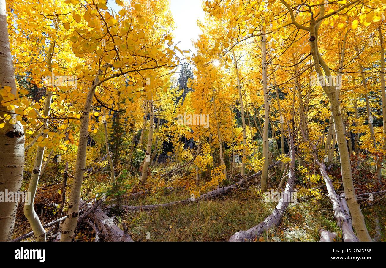A view into a colorful grove of aspen trees Stock Photo - Alamy
