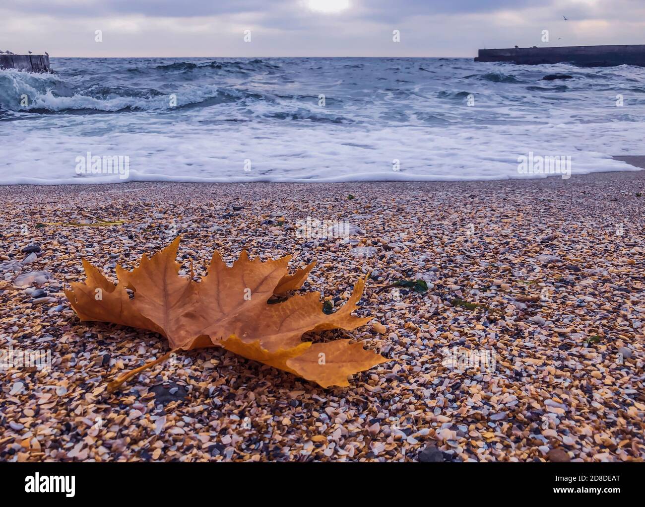 Brown fallen leaf lying on beach sand in the autumn season. Clouse - up ...