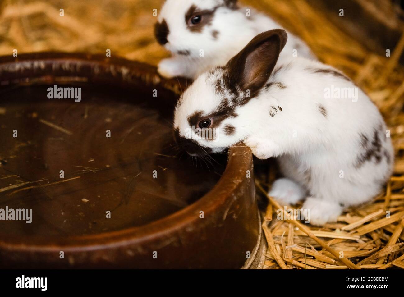Two White Rabbits Drinking Water From Baked Clay Disc. selective focus ...