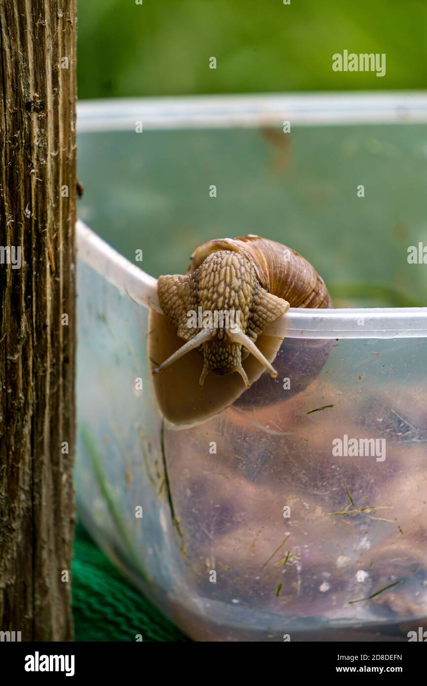 Plastic clam shell hi-res stock photography and images - Alamy