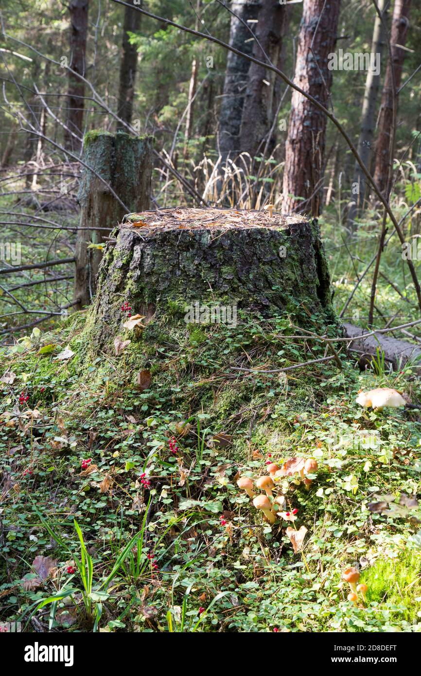 Beautiful old stump in forest hi-res stock photography and images - Alamy