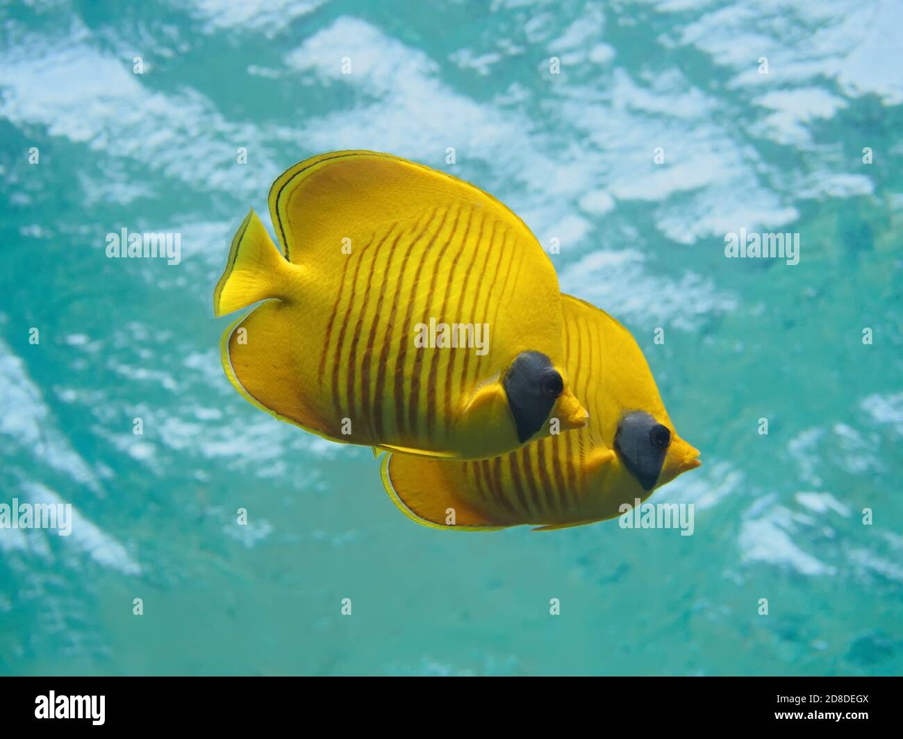 Pair of bluecheek butterflyfish (Chaetodon semilarvatus) swimming in ...