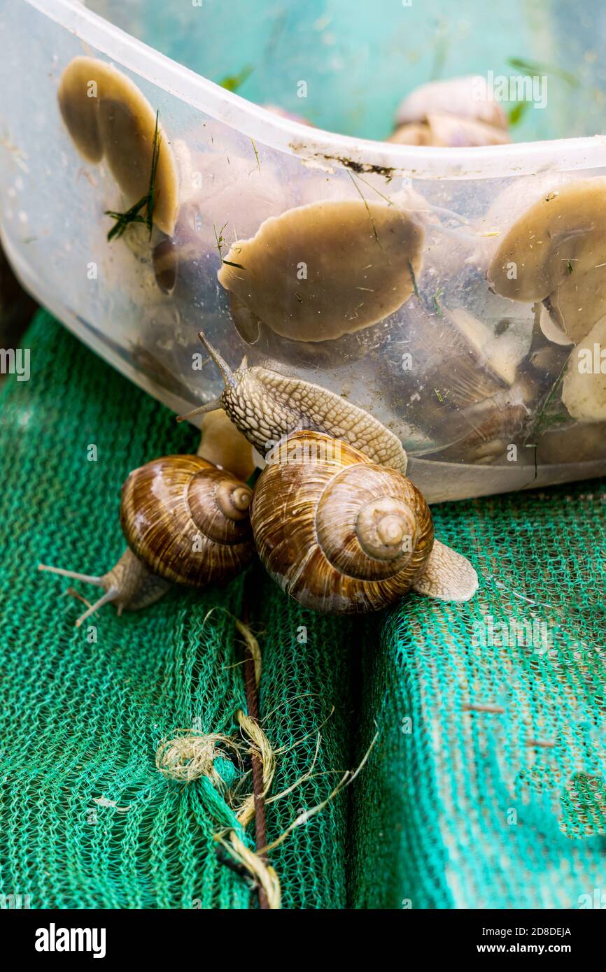 Plastic clam shell hi-res stock photography and images - Alamy