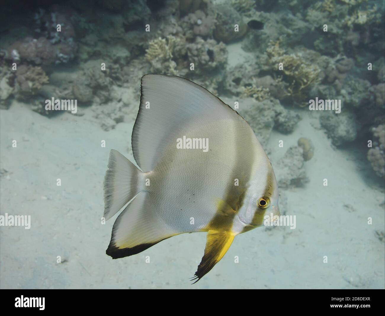 Longfin batfish (Platax teira) fish swimming in the tropical sea near ...