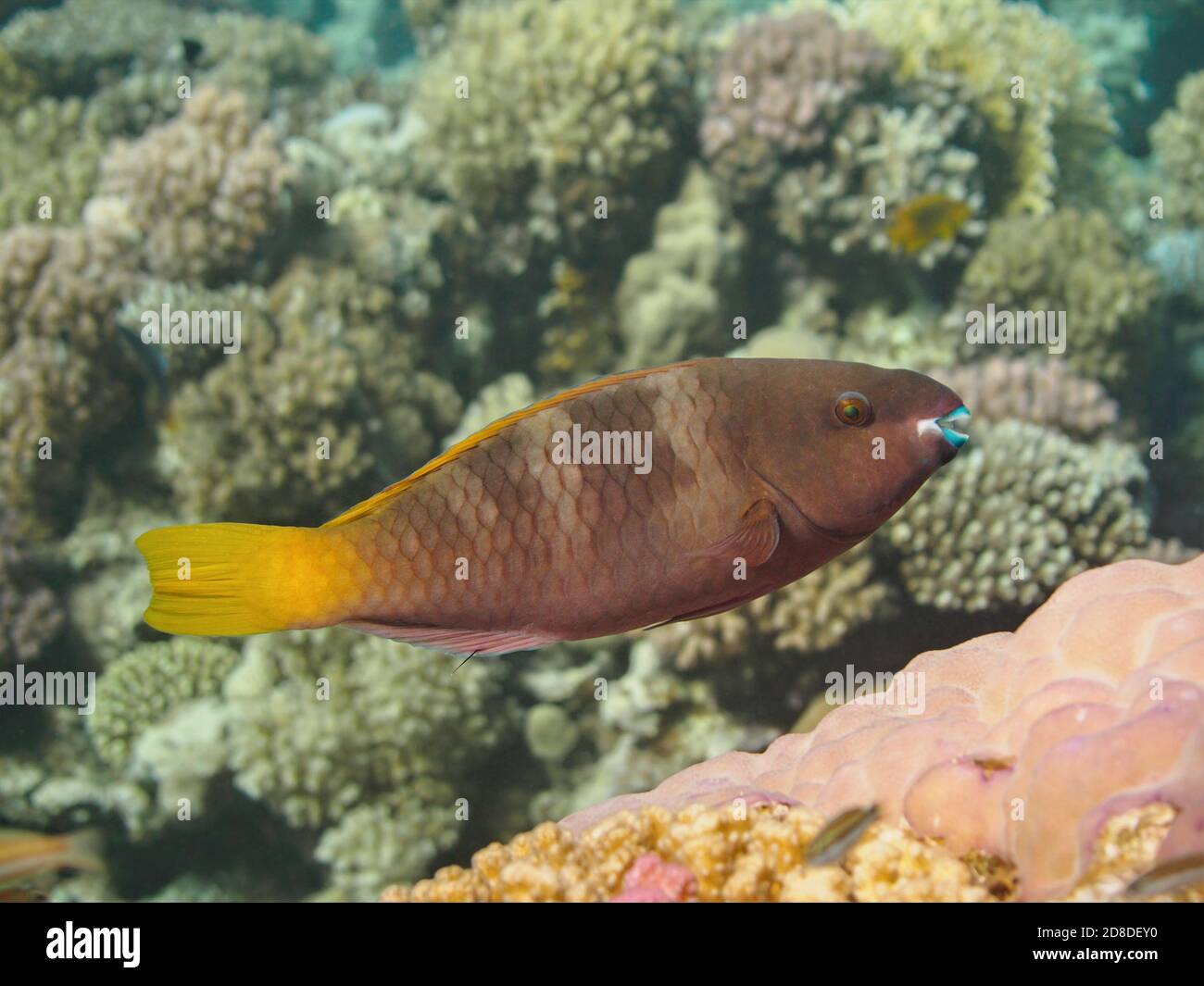 Reef associated hi-res stock photography and images - Alamy