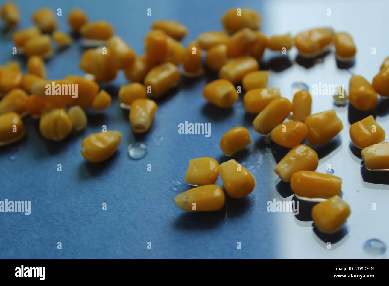 corn kernels on a blue bright background top view food background ...