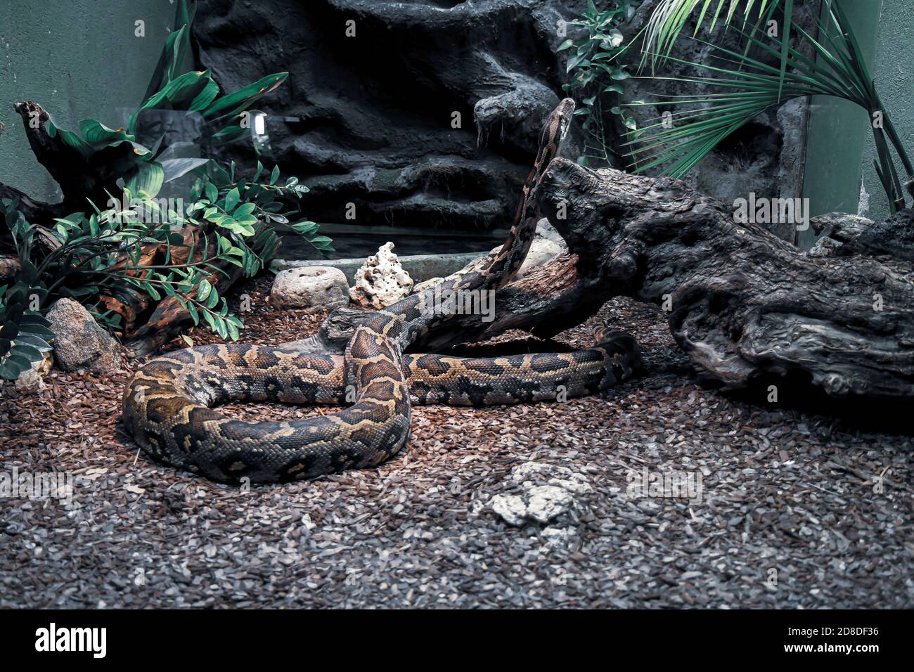 Anaconda in a zoo.A giant snake Stock Photo - Alamy