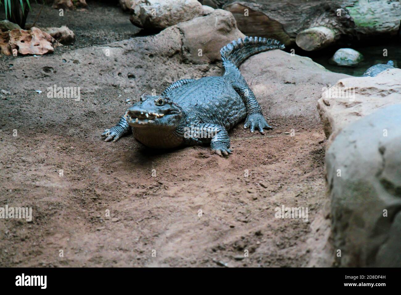 Crocodile in the zoo Stock Photo - Alamy