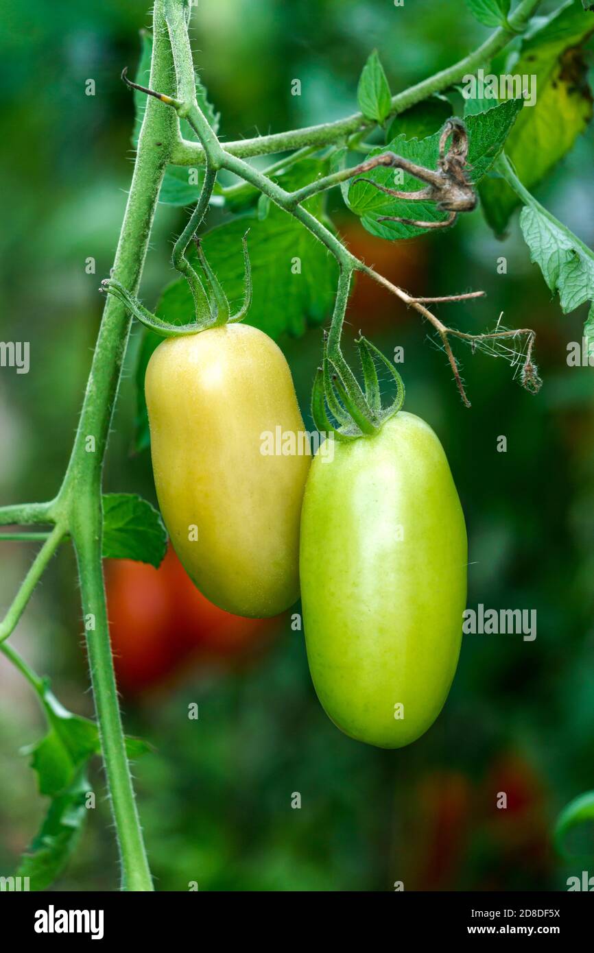 Long green tomatoes in the greenhouse, ripening crop of tomatoes Stock ...