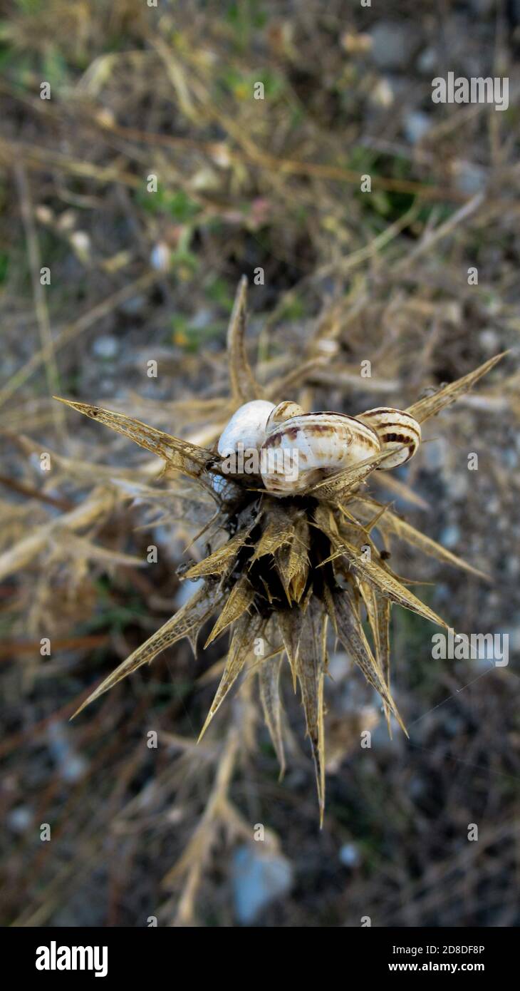 A close up snail shells on a plant with sharp thorns Stock Photo - Alamy