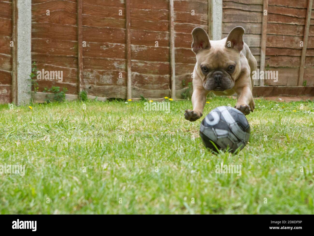 Perros corriendo hi-res stock photography and images - Alamy