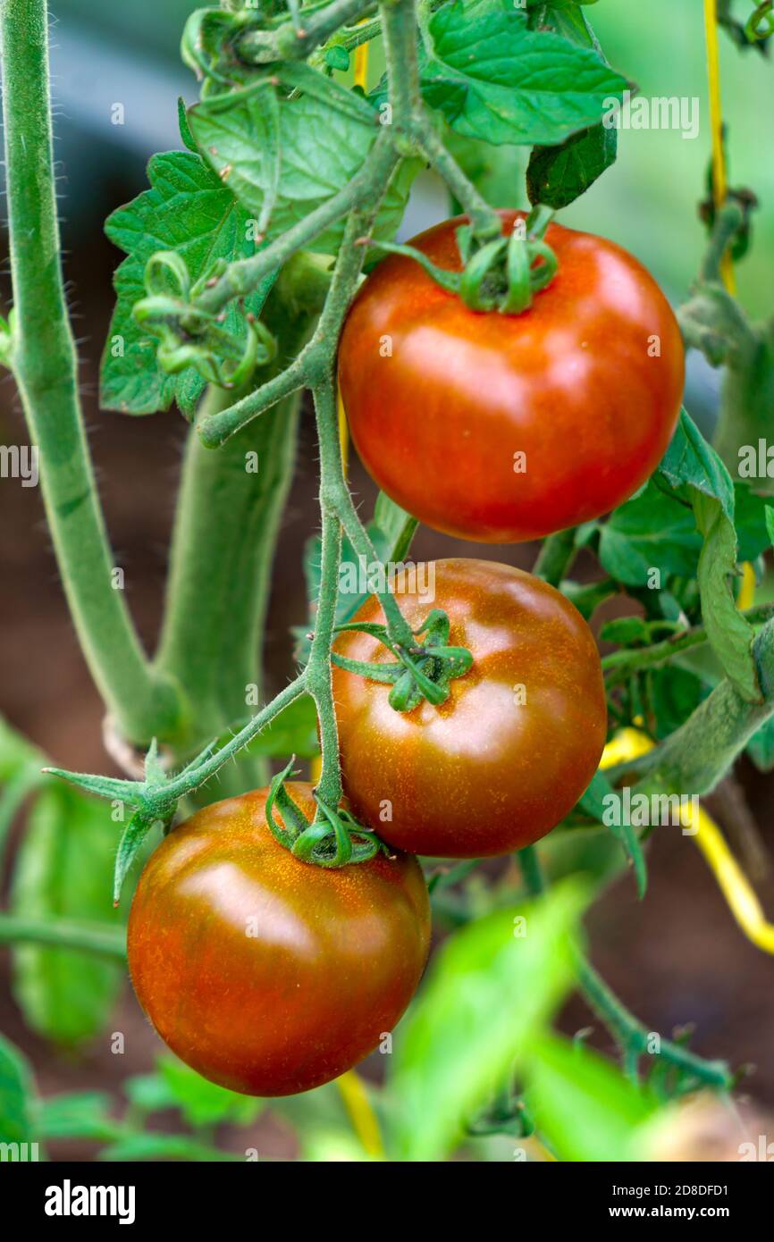Ripening harvest of green and dark red tomatoes in a greenhouse Stock ...