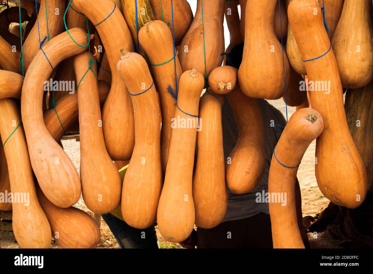 Long yellow pumpkin hi-res stock photography and images - Alamy