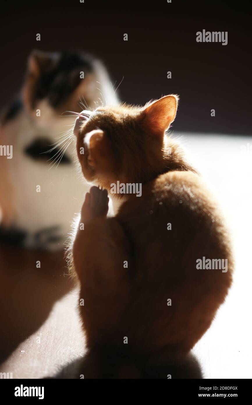Ginger kitten paw scratches behind the ear. Cat portrait on the floor ...