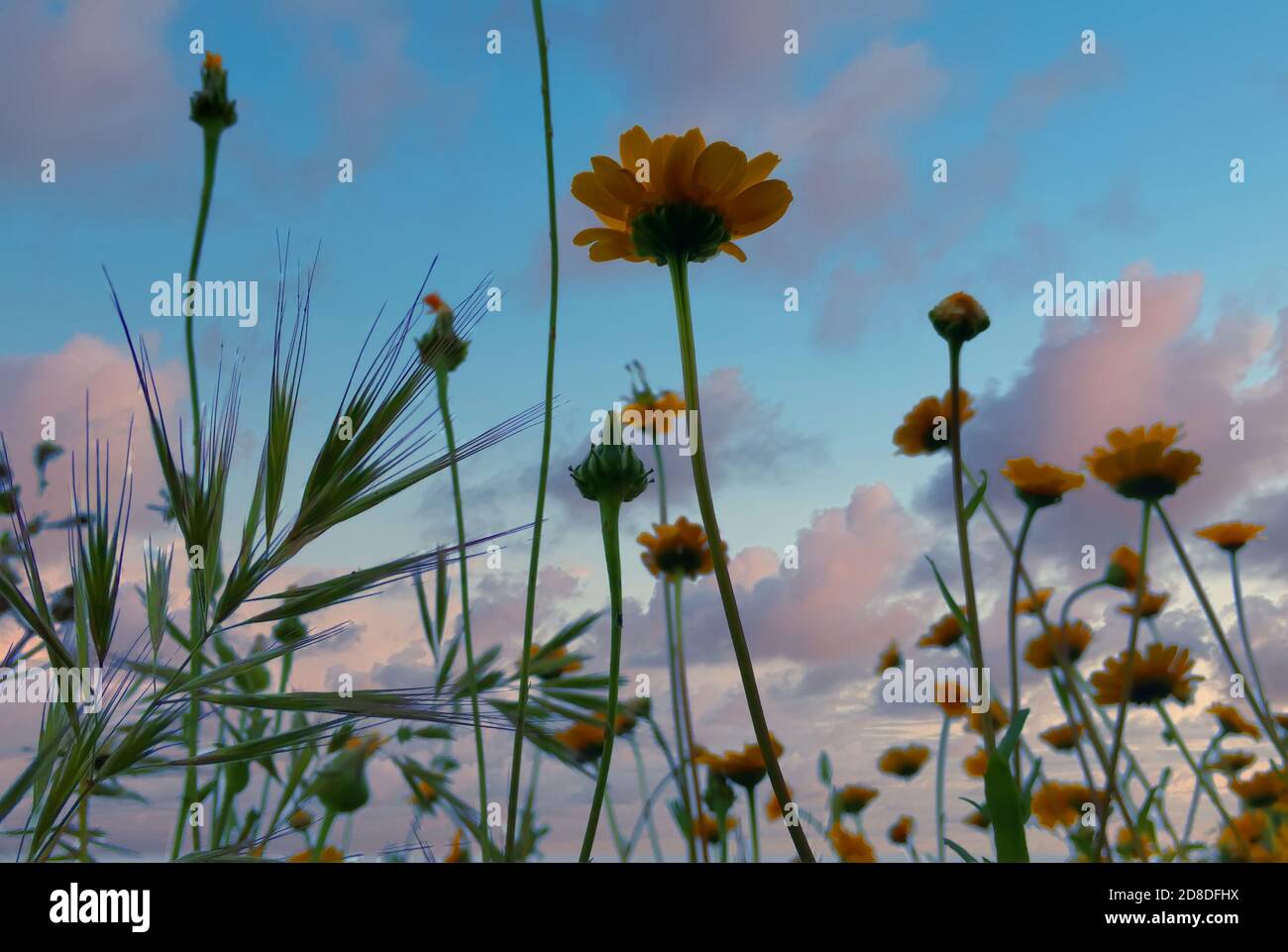 Yellow flowers with sunset sky background Stock Photo - Alamy