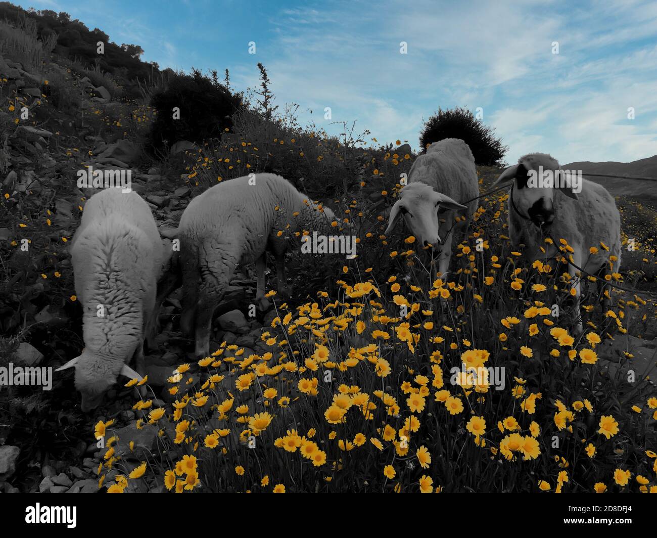 Sheep weed hi-res stock photography and images - Alamy