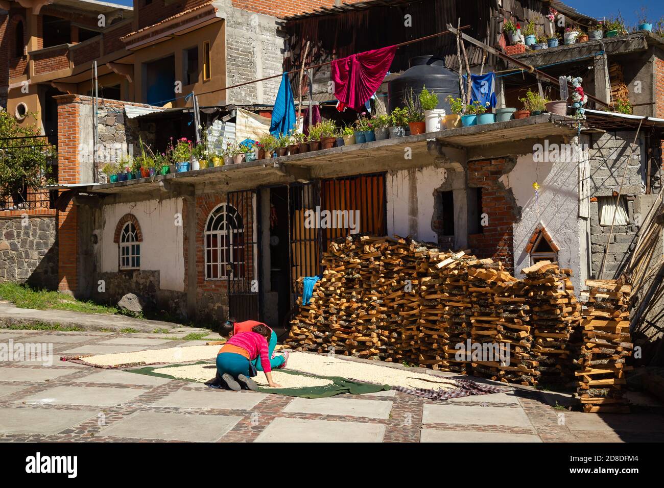 Corn grain drying in the sun in an Indian village Stock Photo - Alamy