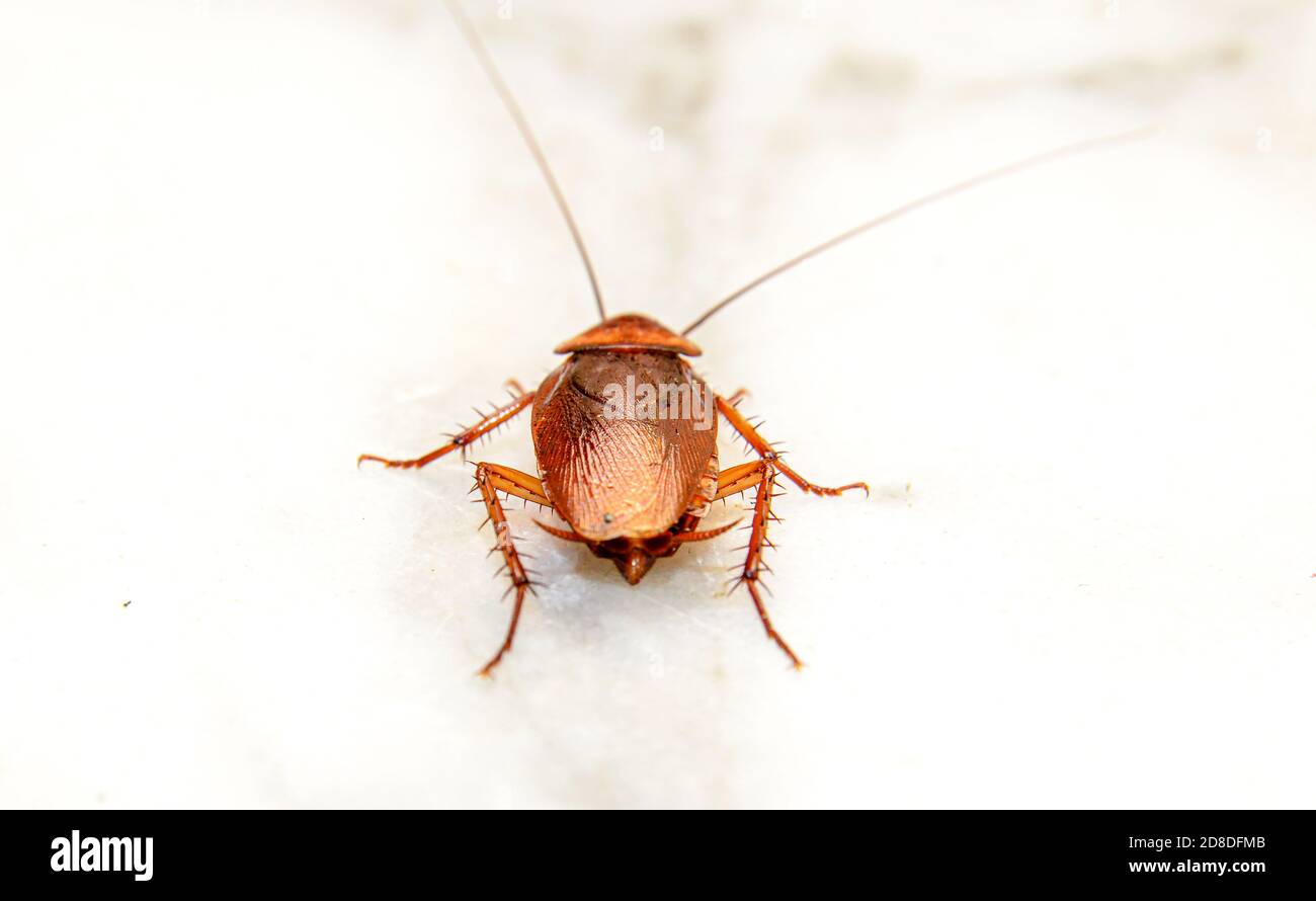 Cockroach isolated on white background Stock Photo - Alamy