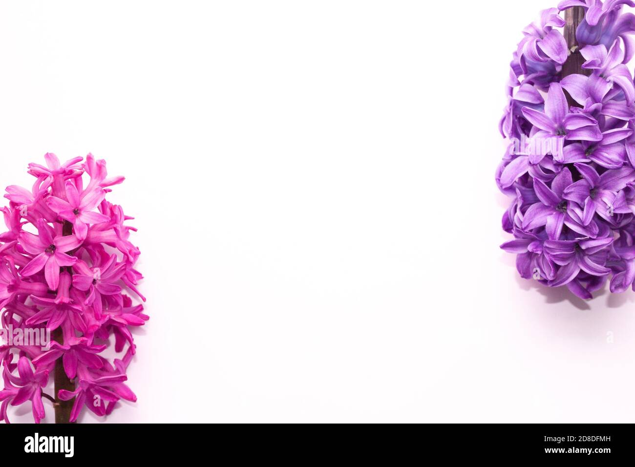 inflorescence of pink purple hyacinth flower isolated on white ...