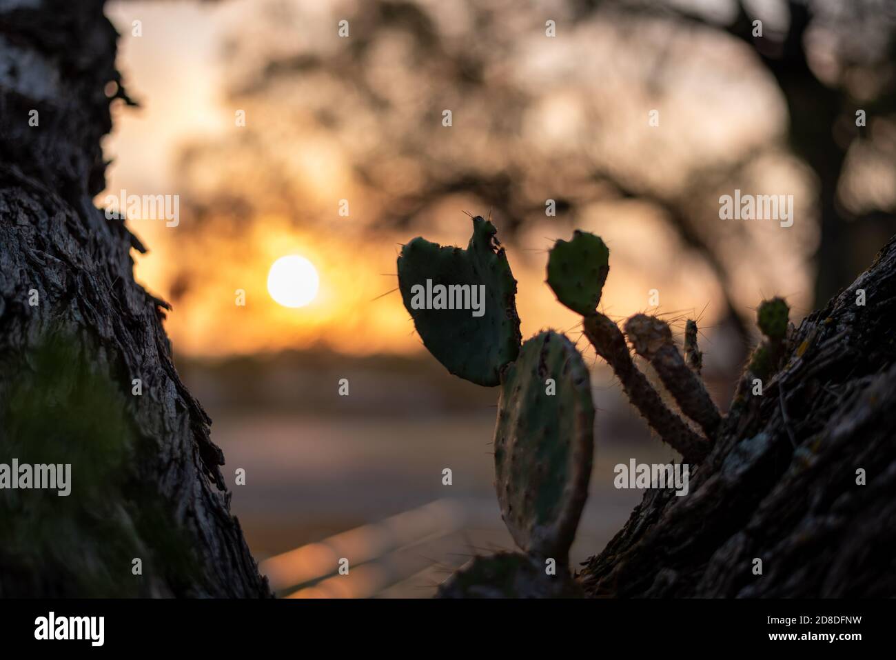 cactus growing in a tree with the morning sunrise Stock Photo - Alamy