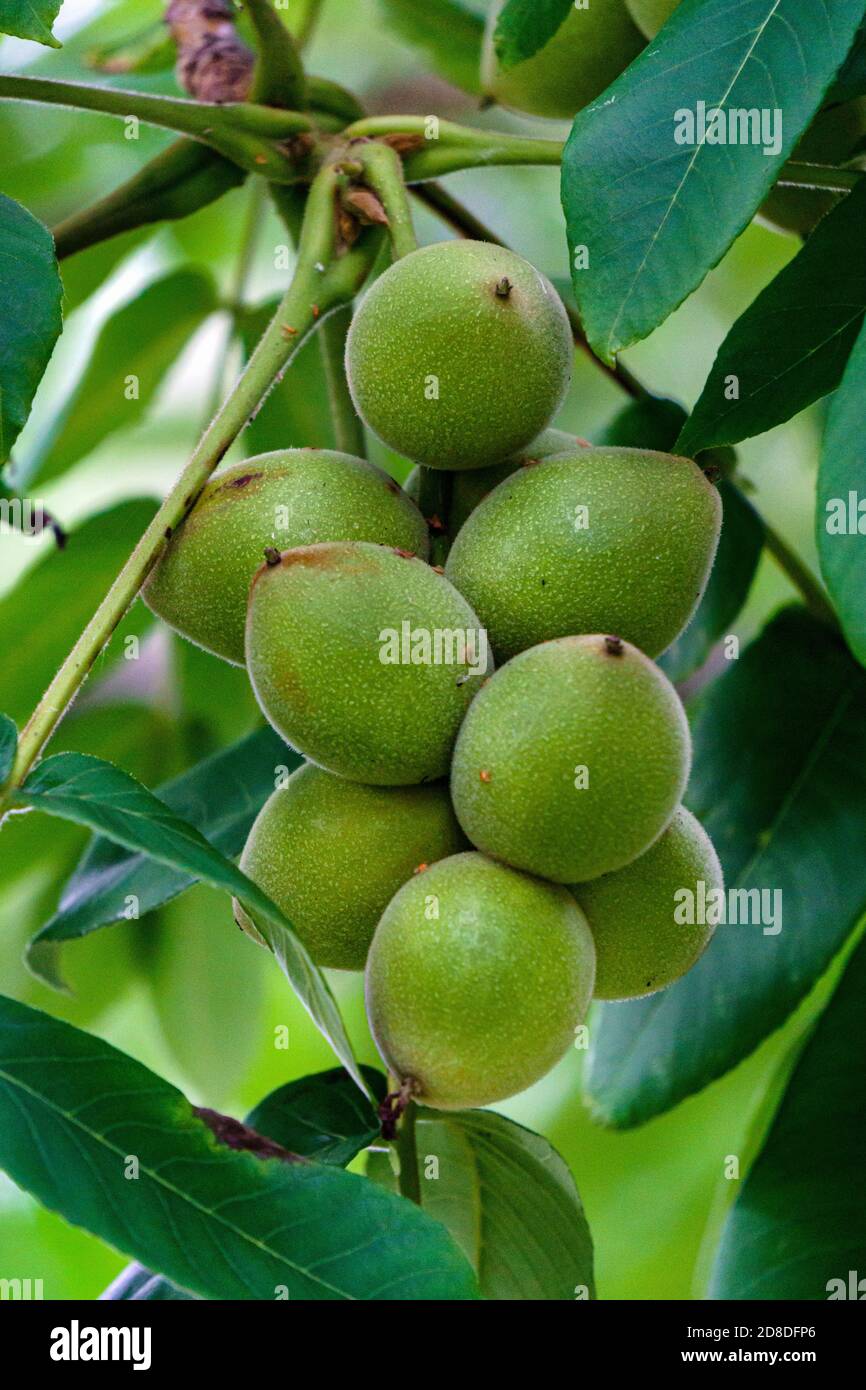 Walnut plant hi-res stock photography and images - Alamy