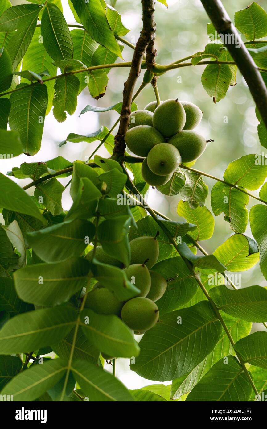 Green young fruits of a walnut in a green shell on a tree Stock Photo ...