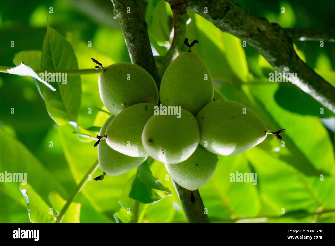 Green young fruits of a walnut in a green shell on a tree Stock Photo ...