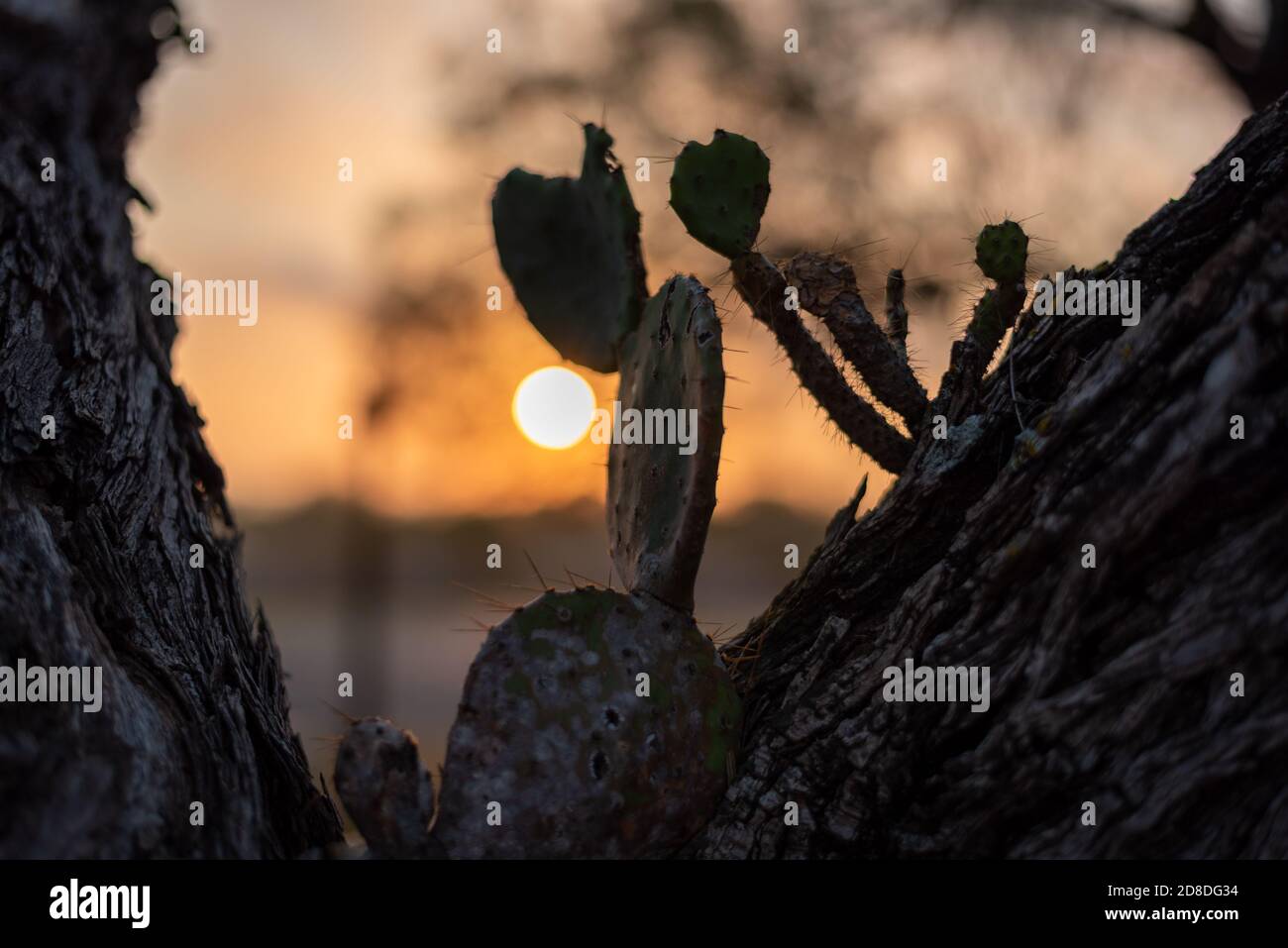 Tree cactus backlit hi-res stock photography and images - Alamy