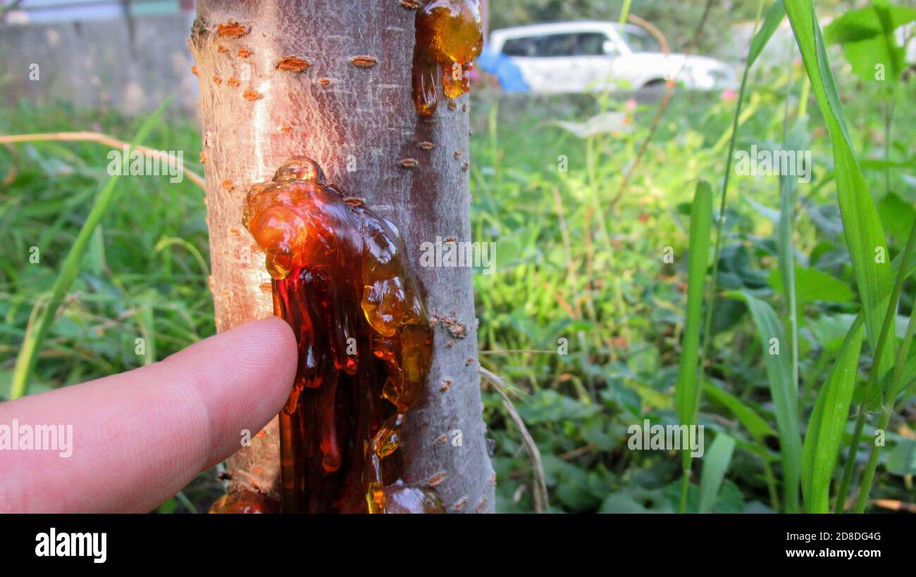 A close up of man hand touching a red sap, resin on the tree in the ...