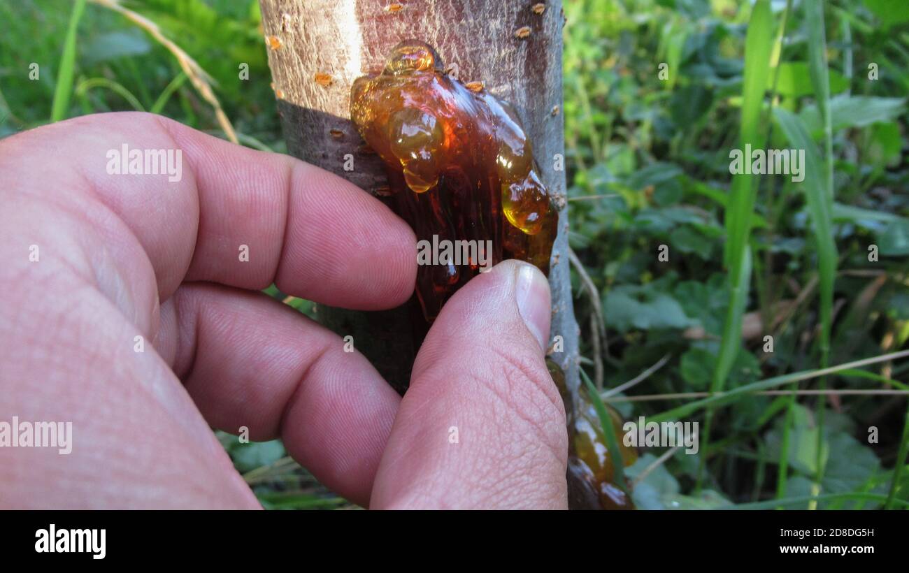 A close up of man hand touching a red sap, resin on the tree in the ...