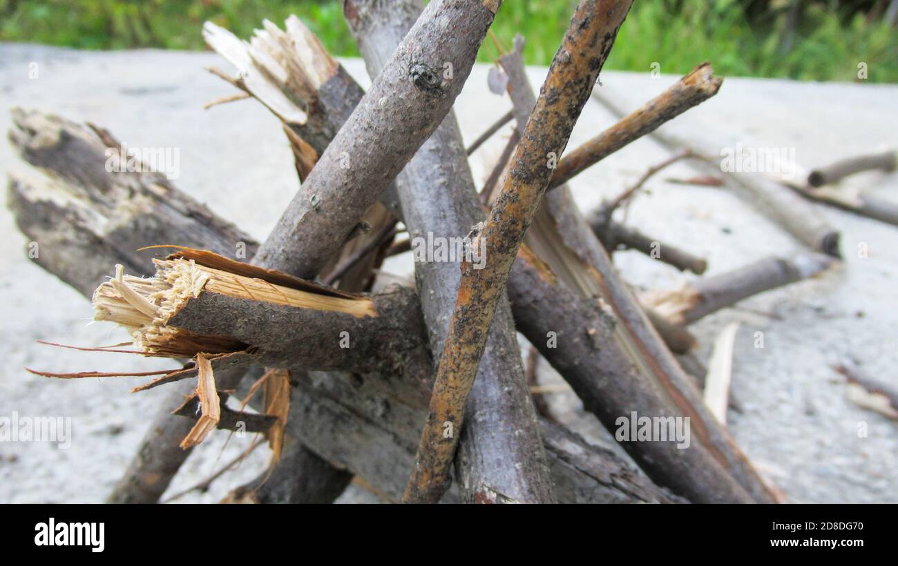 Tree branches put together for making a bonfire Stock Photo - Alamy