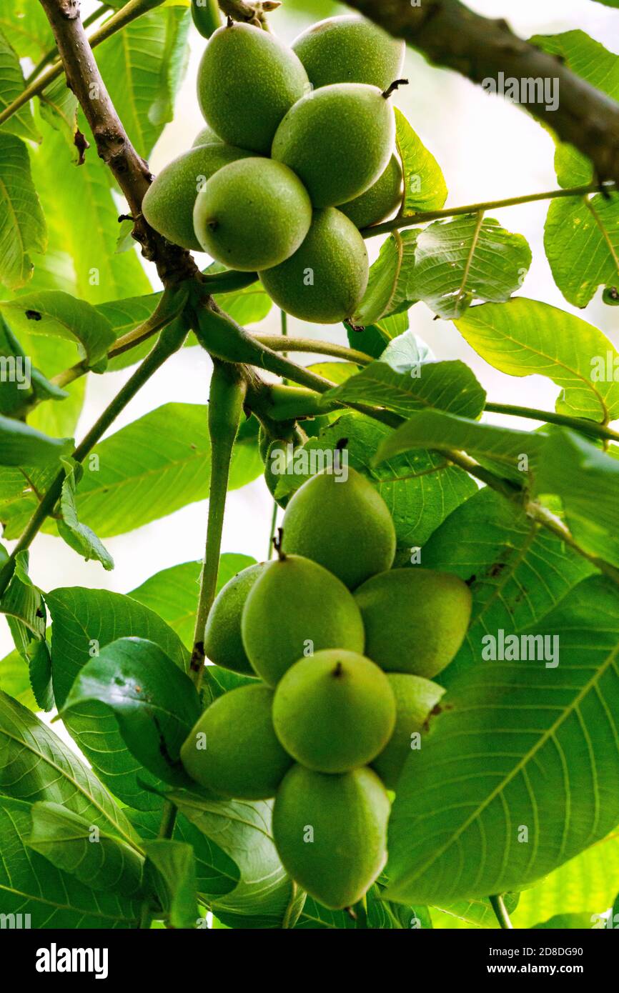 Green young fruits of a walnut in a green shell on a tree Stock Photo ...