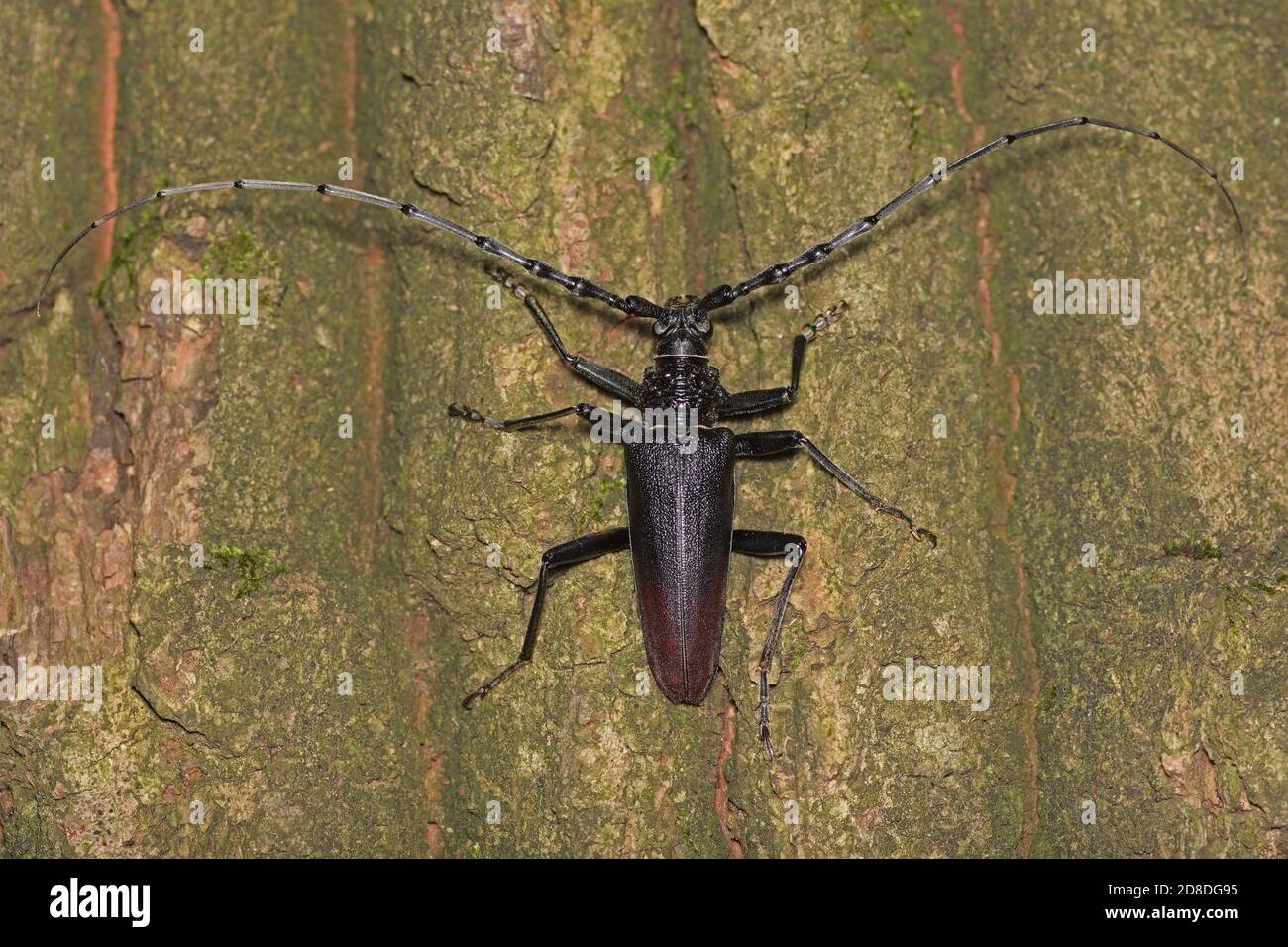 Cerambyx cerdo, Great Capricorn Beetle, Heldbock Stock Photo - Alamy