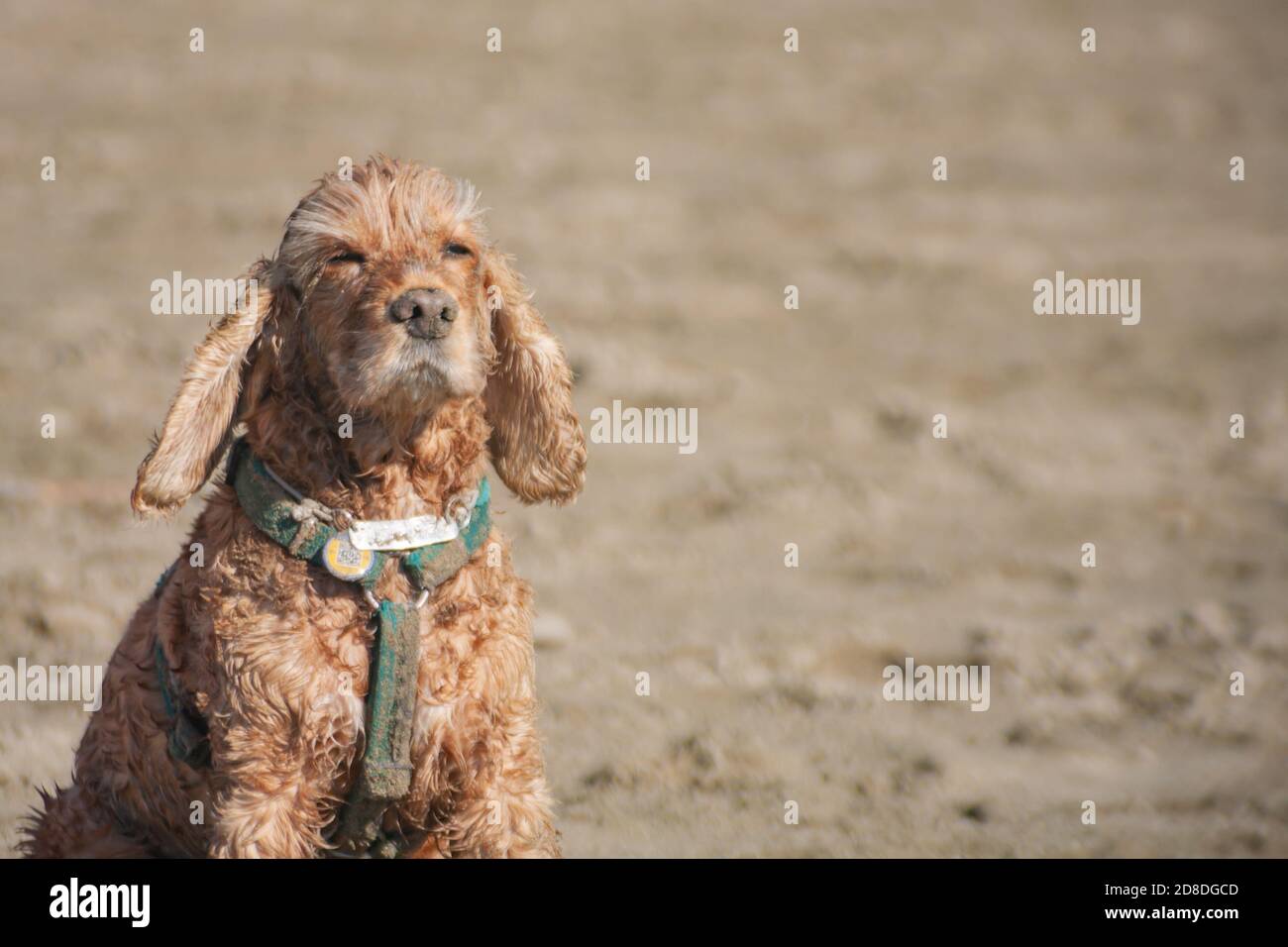 Outdoors Portrait of Cocker Spaniel with copy space. beach landscape at ...