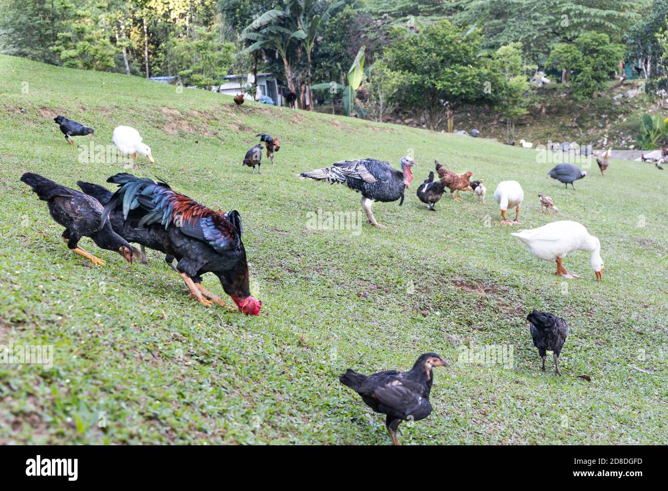 Free range organic livestock poultry farming in Malaysia Stock Photo ...