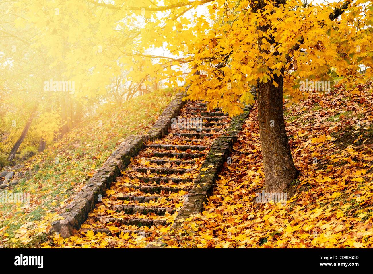 Colorful autumn in the park, stairs strewn with fallen yellow and orange leaves of maple trees ...
