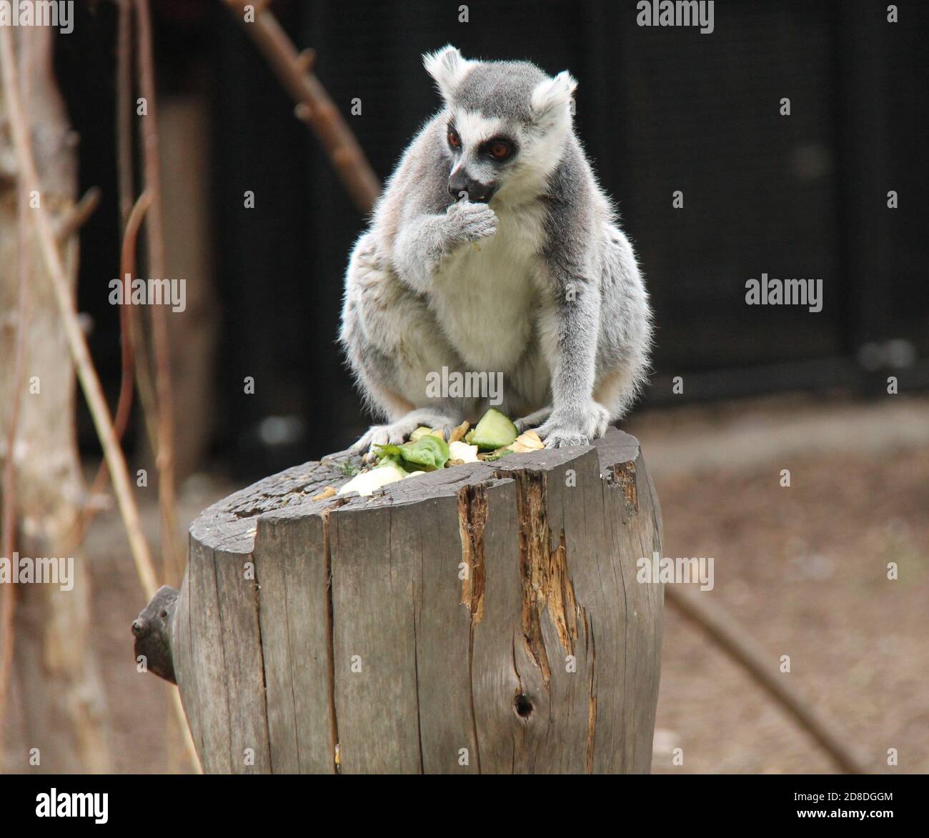 A Ring Tailed Lemur Feeding on an Old Tree Stump Stock Photo - Alamy