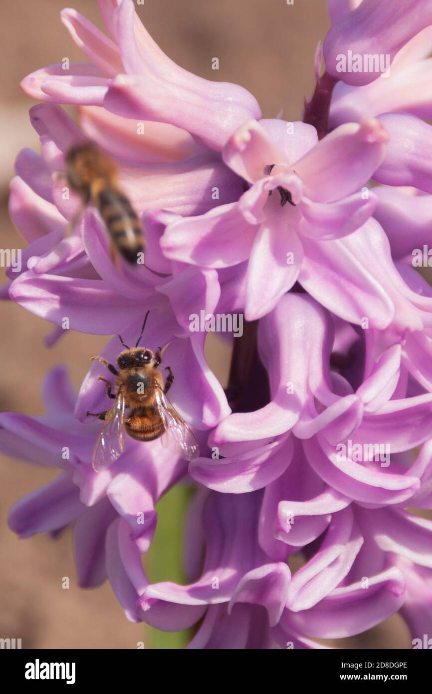 pink hyacinth inflorescence with bees close-up on an orange bokeh. Bees ...