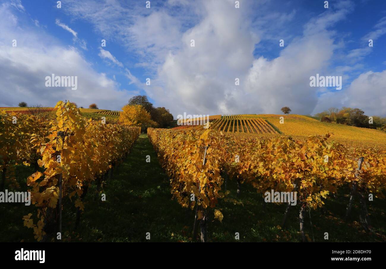 Sulzfeld, Germany. 29th Oct, 2020. The vineyards in the Main valley ...