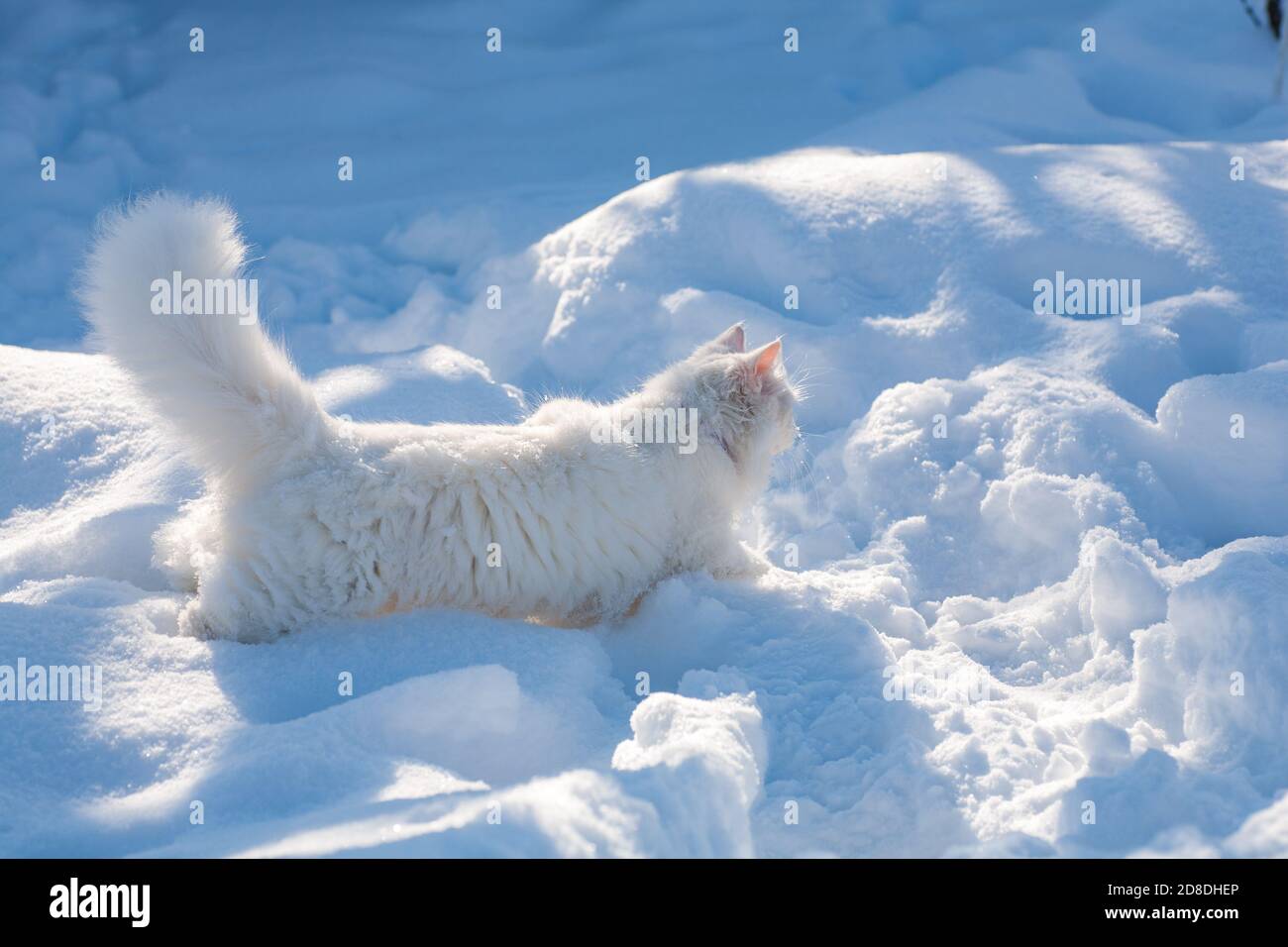 cat in the snow. The cat froze over in the winter outside, covered in ...